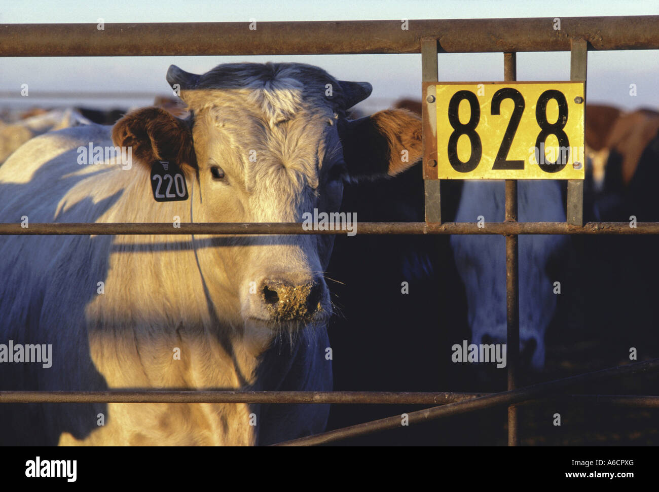 Cow in a barricade Stock Photo - Alamy