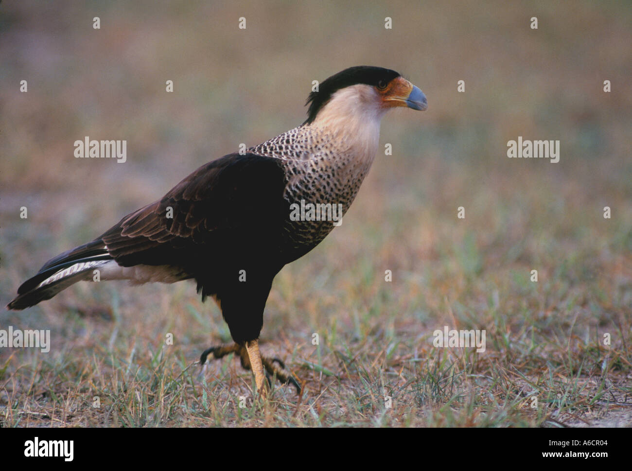 Caracara the national bird of Mexico This bird was photographed in ...