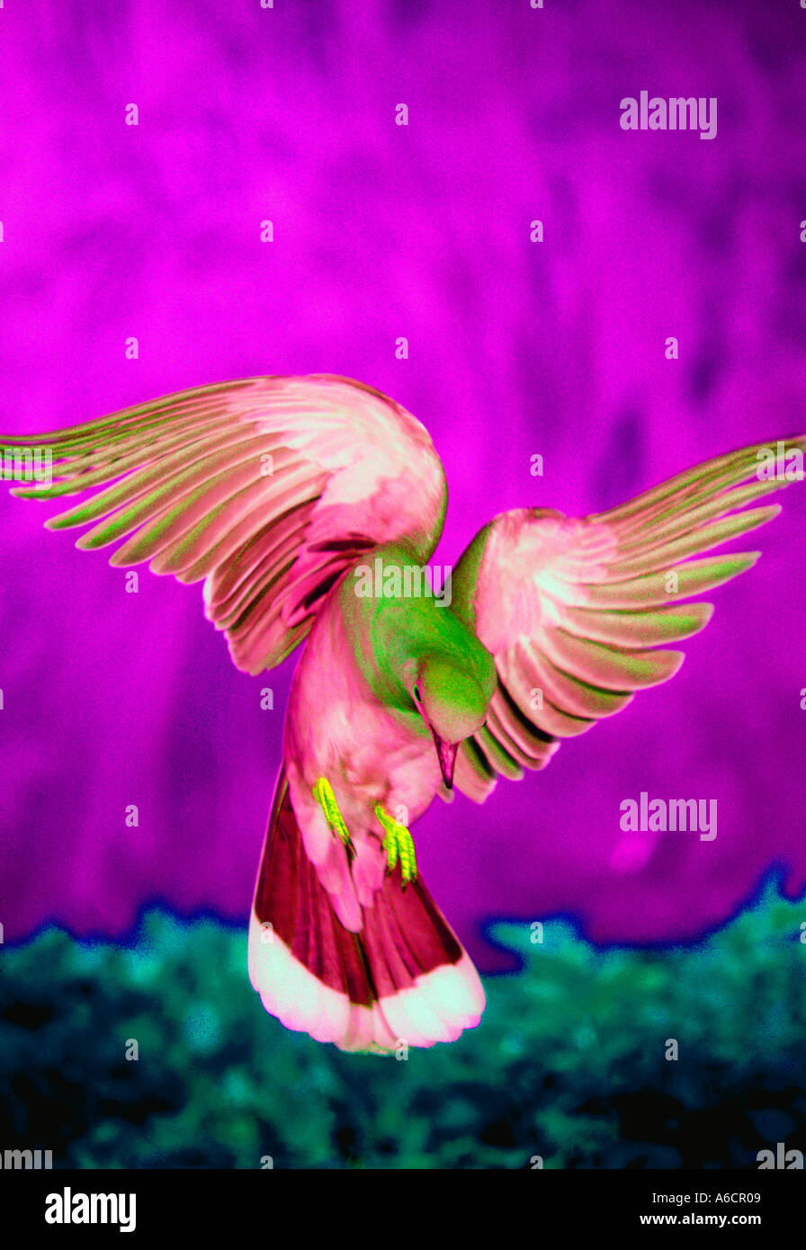 White-winged dove computerized to change shape and color Stock Photo ...