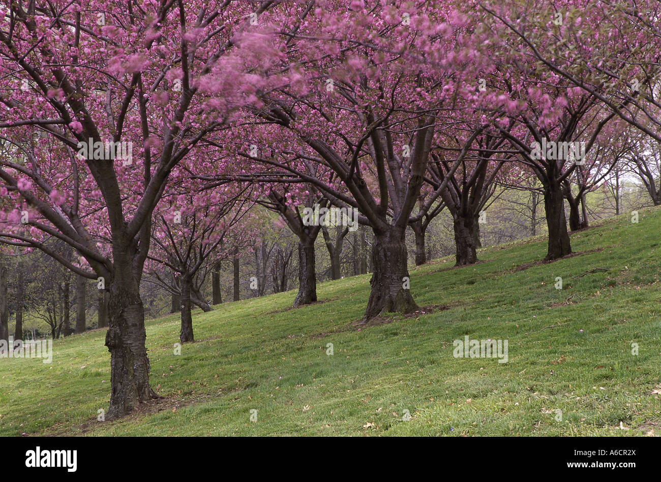 Cherry trees on a grassy hill Stock Photo - Alamy