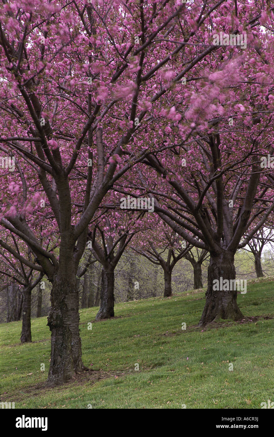 Cherry trees on a grassy hill Stock Photo - Alamy