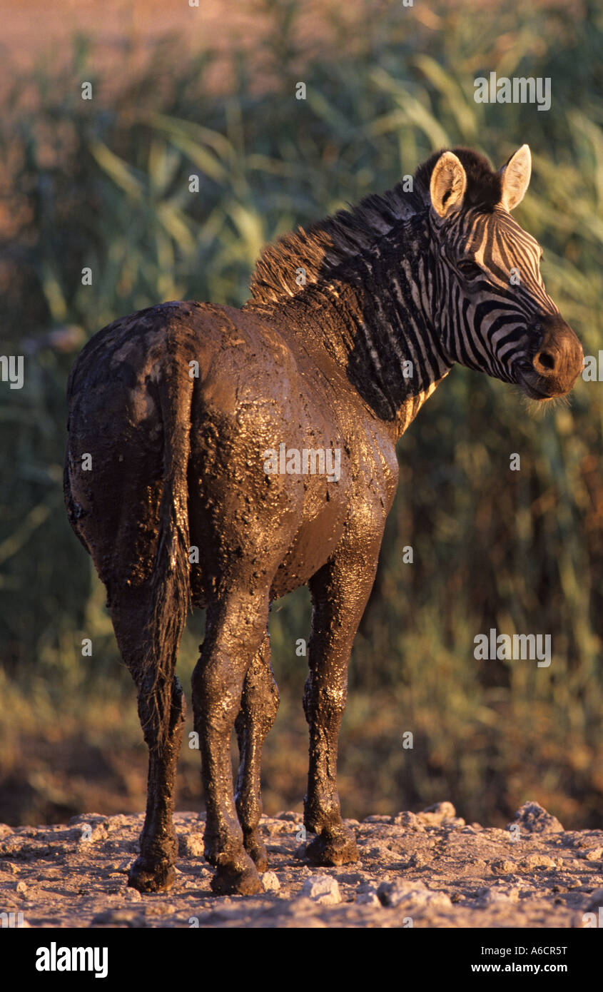 Burchells plains zebra Equus burchelli covered in mud Etosha National ...