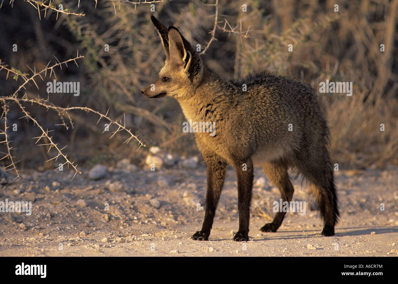 Bateared fox Otocyon megalotis Etosha national park Namibia Stock Photo ...