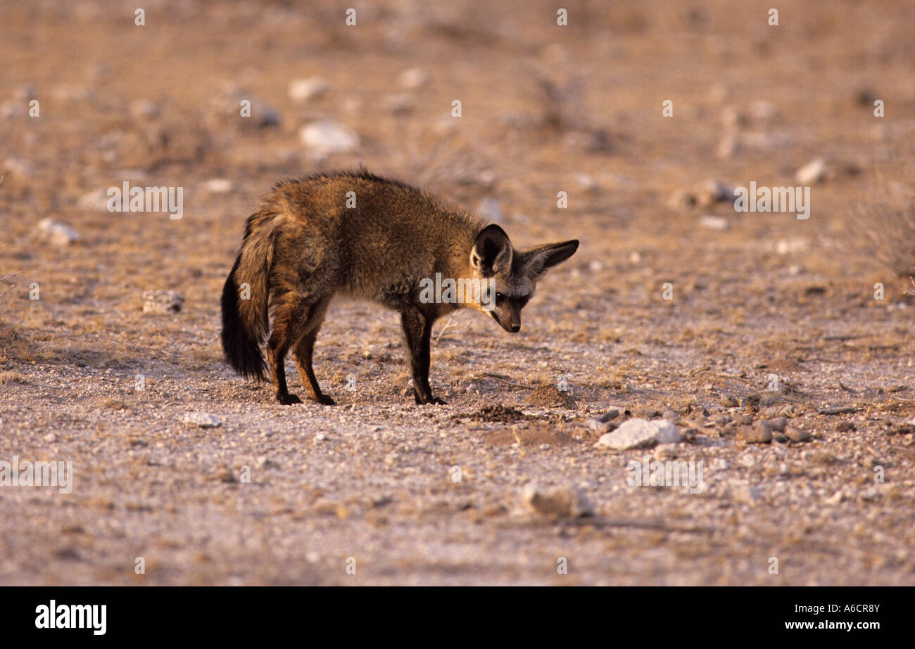 Bateared fox Otocyon megalotis hunting Etosha national park Namibia ...