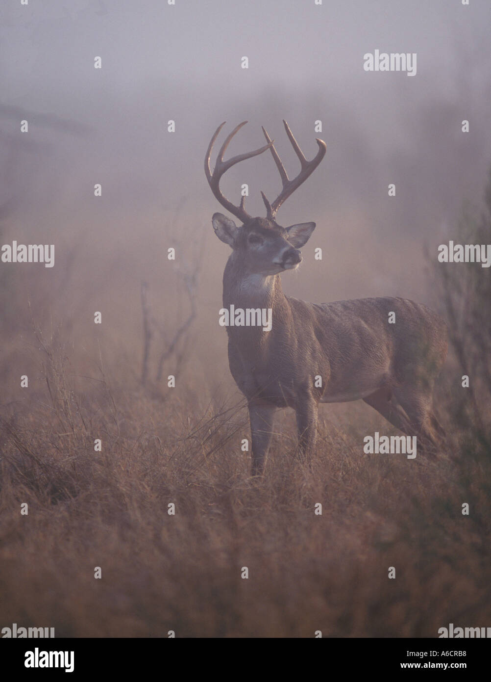 Whitetail buck in an early morning fog A calm foggy morning is the best ...