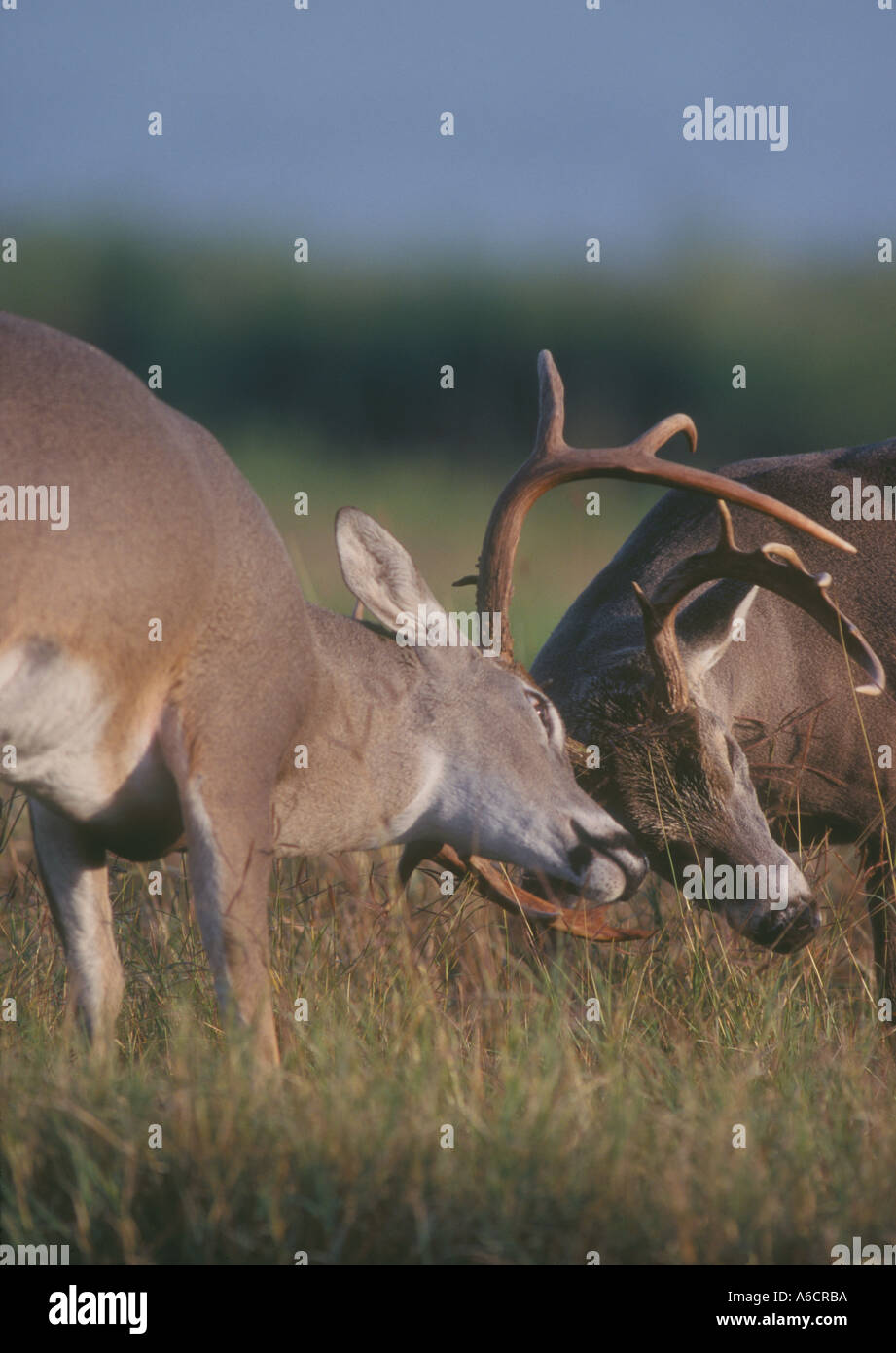 Huge Whitetail Bucks Fighting