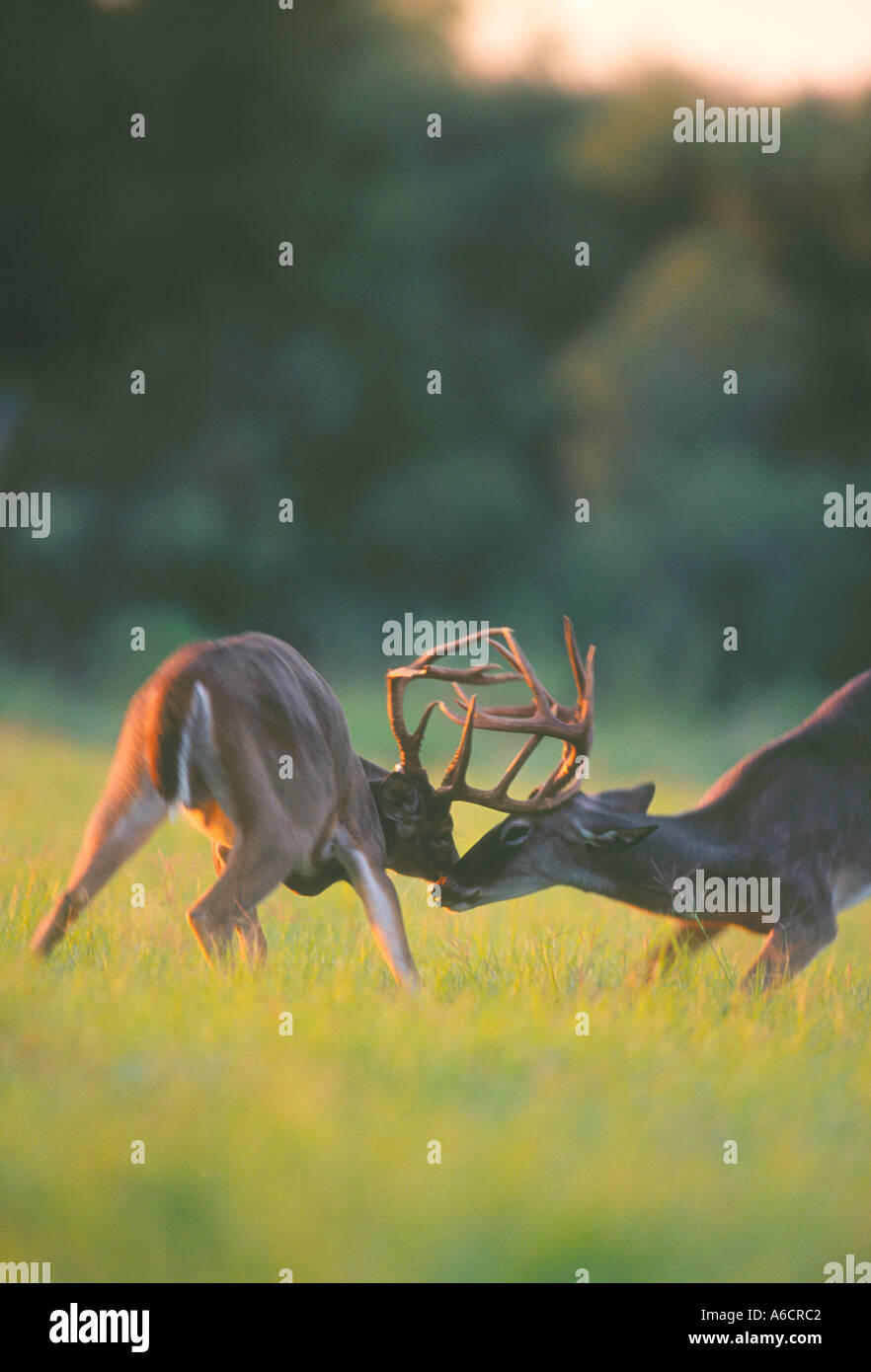 Two whitetail bucks fighting during rutting season Rutting seasons last ...
