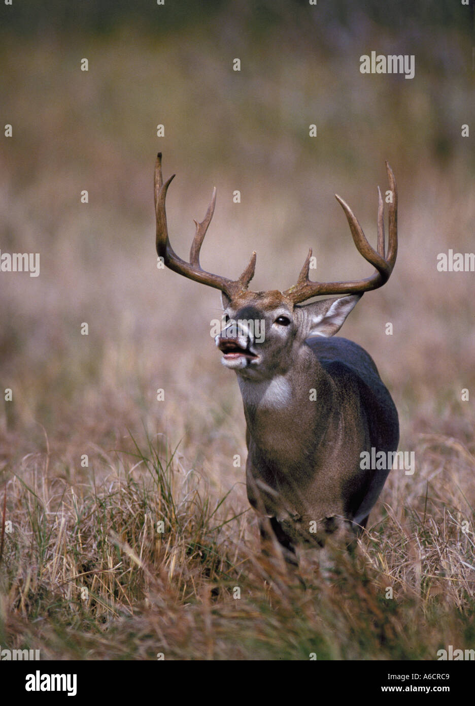 South Texas whitetail buck deer odocoileus virginianus Photographed in ...