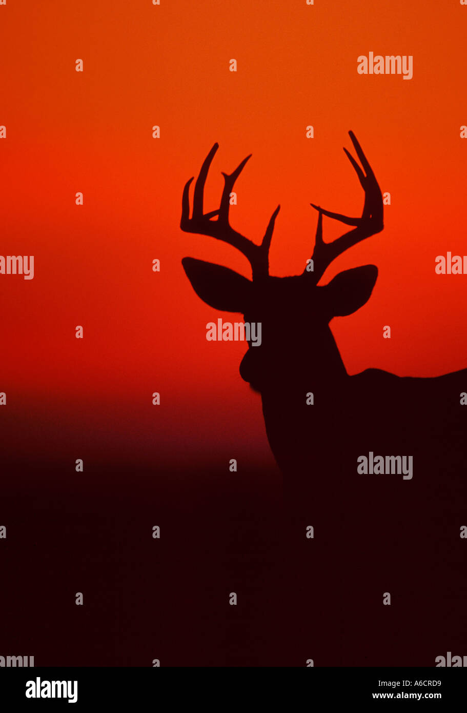 South texas whitetail buck deer hi-res stock photography and images - Alamy