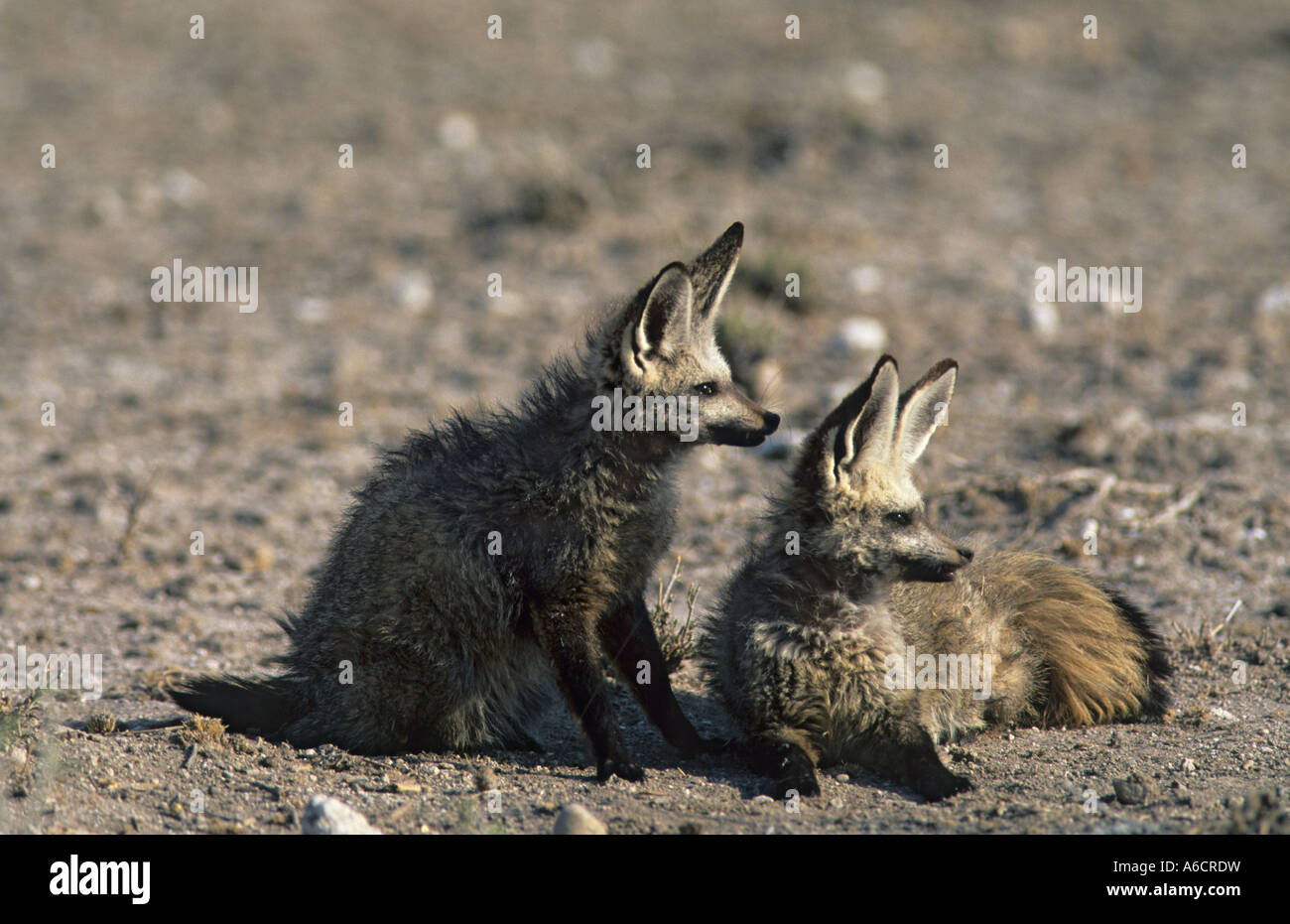 Bat eared fox pair Otocyon megalotis Etosha national park Namibia Stock ...
