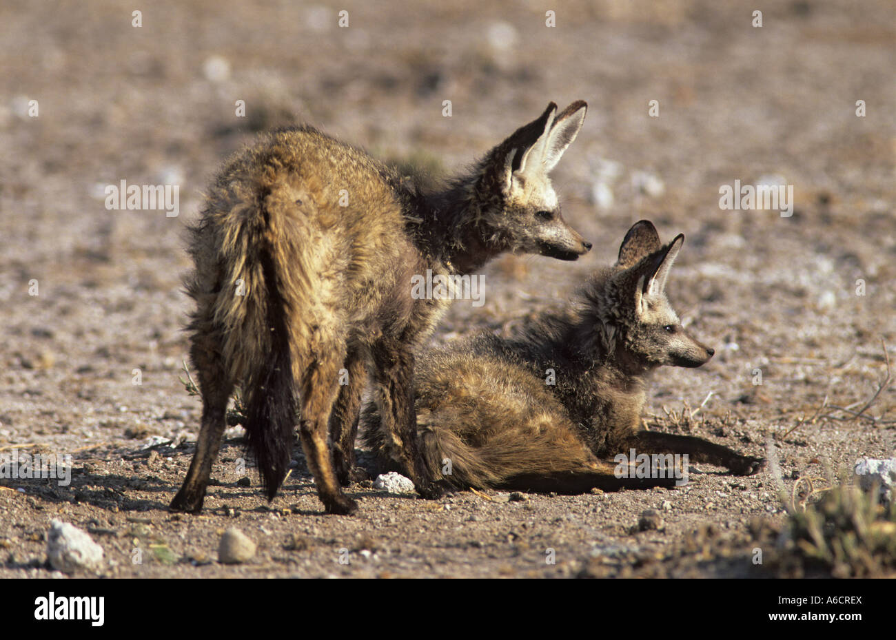 Bat eared fox pair Otocyon megalotis Etosha nationa lpark Namibia Stock ...