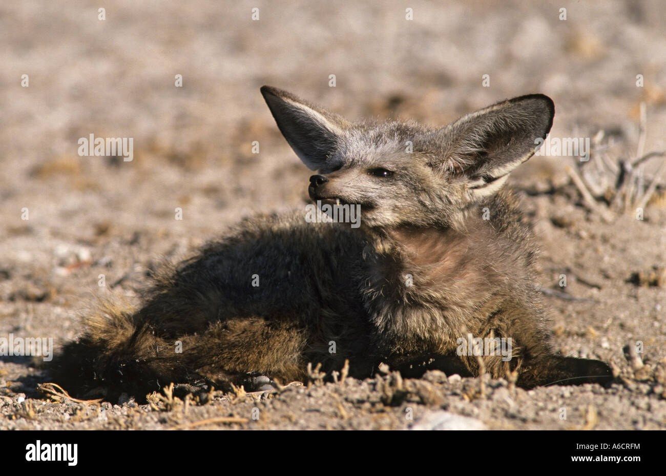 Bat eared fox Otocyon megalotis Etosha national park Namibia Stock ...
