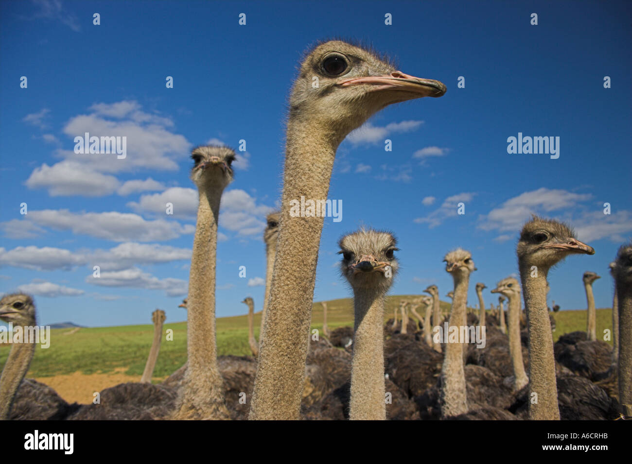 Ostriches on ostrich farm Western Cape South Africa Stock Photo - Alamy