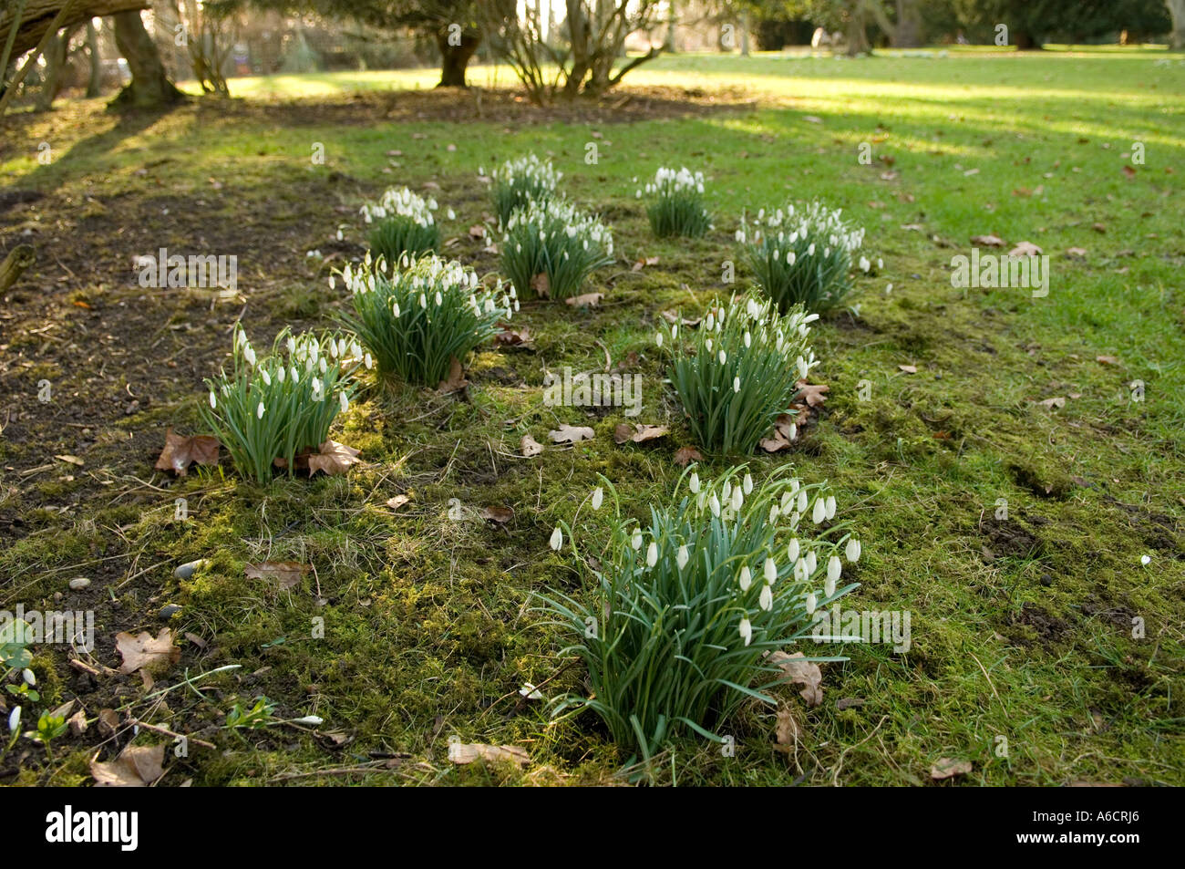 Snowdrops in bloom Stock Photo - Alamy
