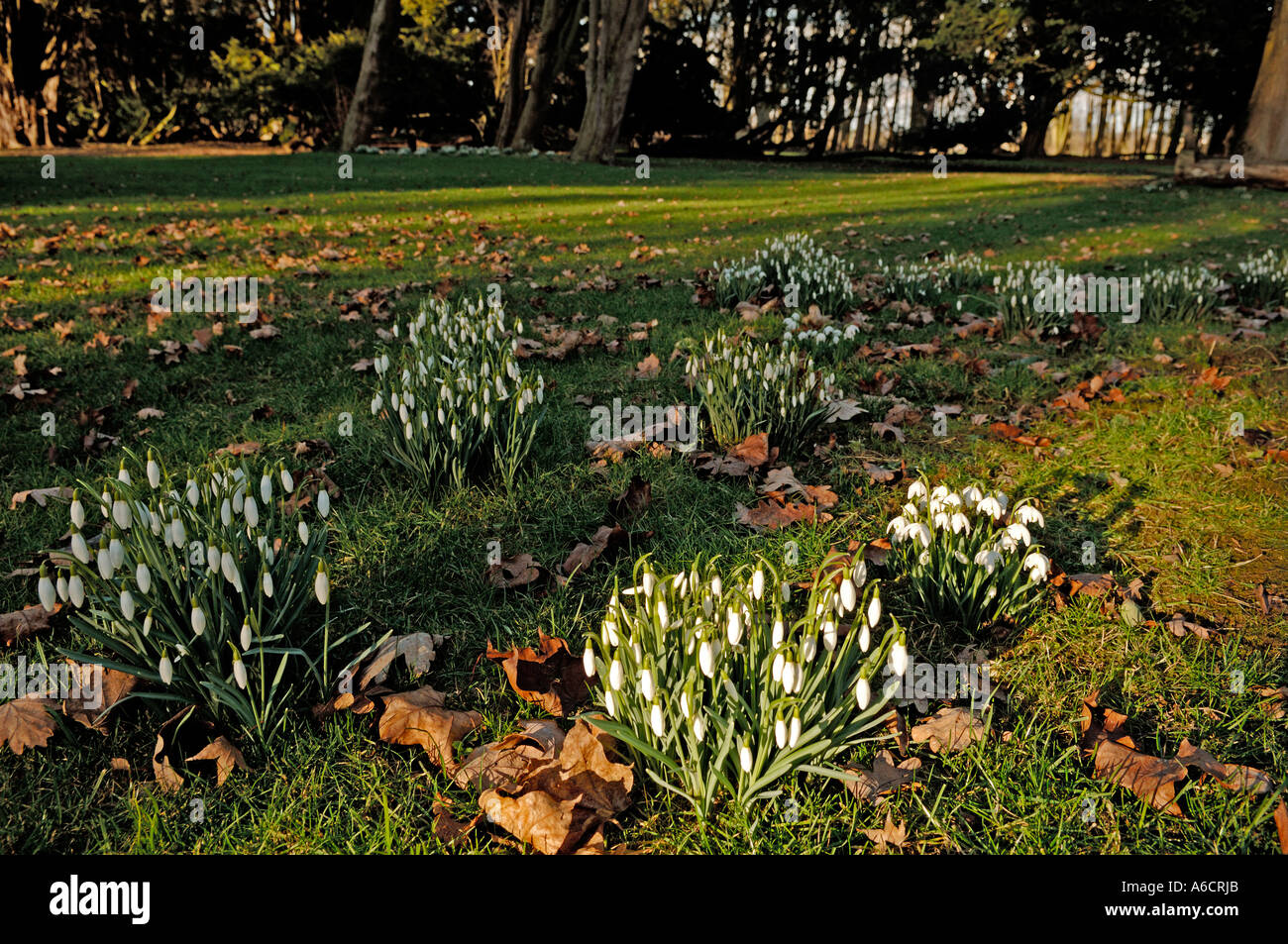 Snowdrops in bloom Stock Photo - Alamy