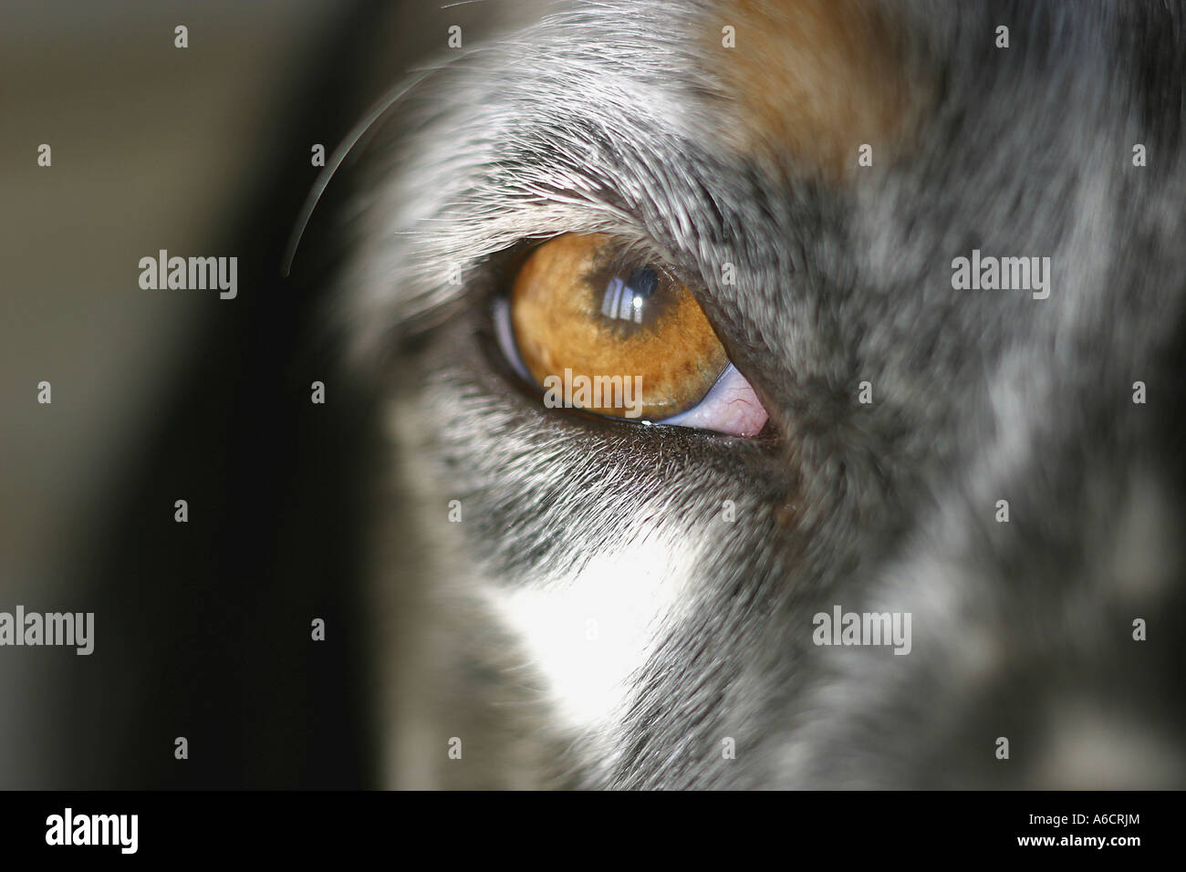 Extreme close up dog eye animal eye hi-res stock photography and images ...