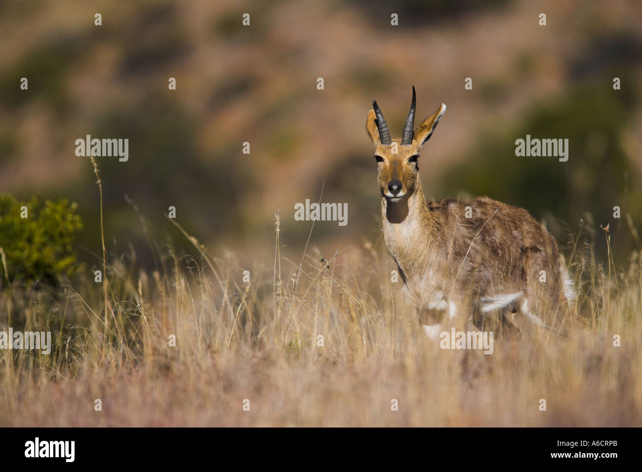 Mountain reedbuck hi-res stock photography and images - Alamy