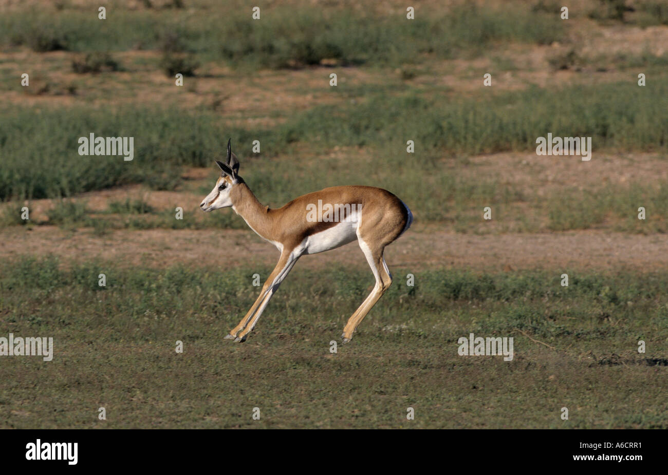 Springbok pronking Antidorcas marsupialis in Kgalalgadi Transfrontier ...