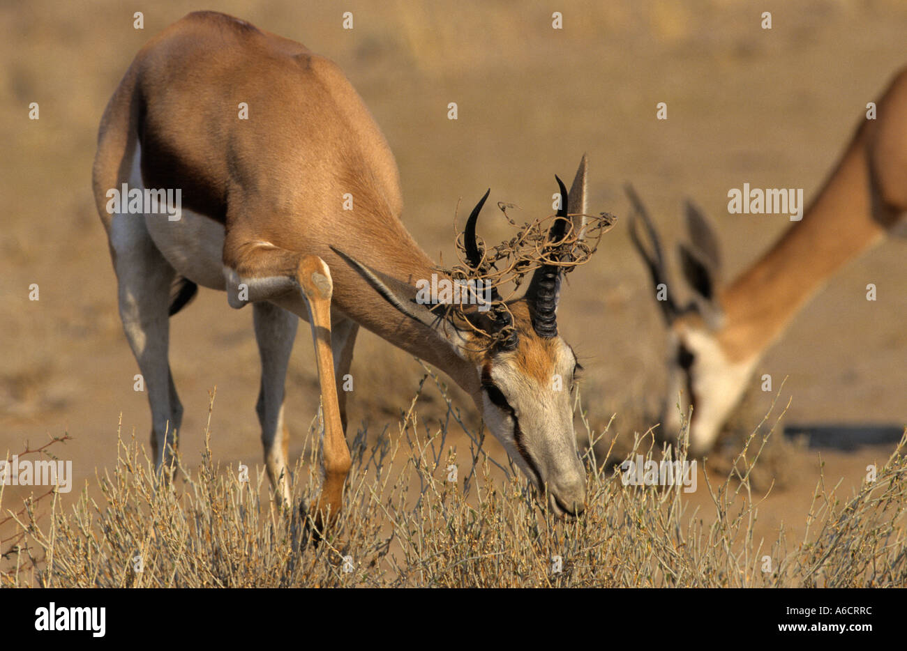 Springbok with vegetation caught on its horns Antidorcas marsupialis in ...