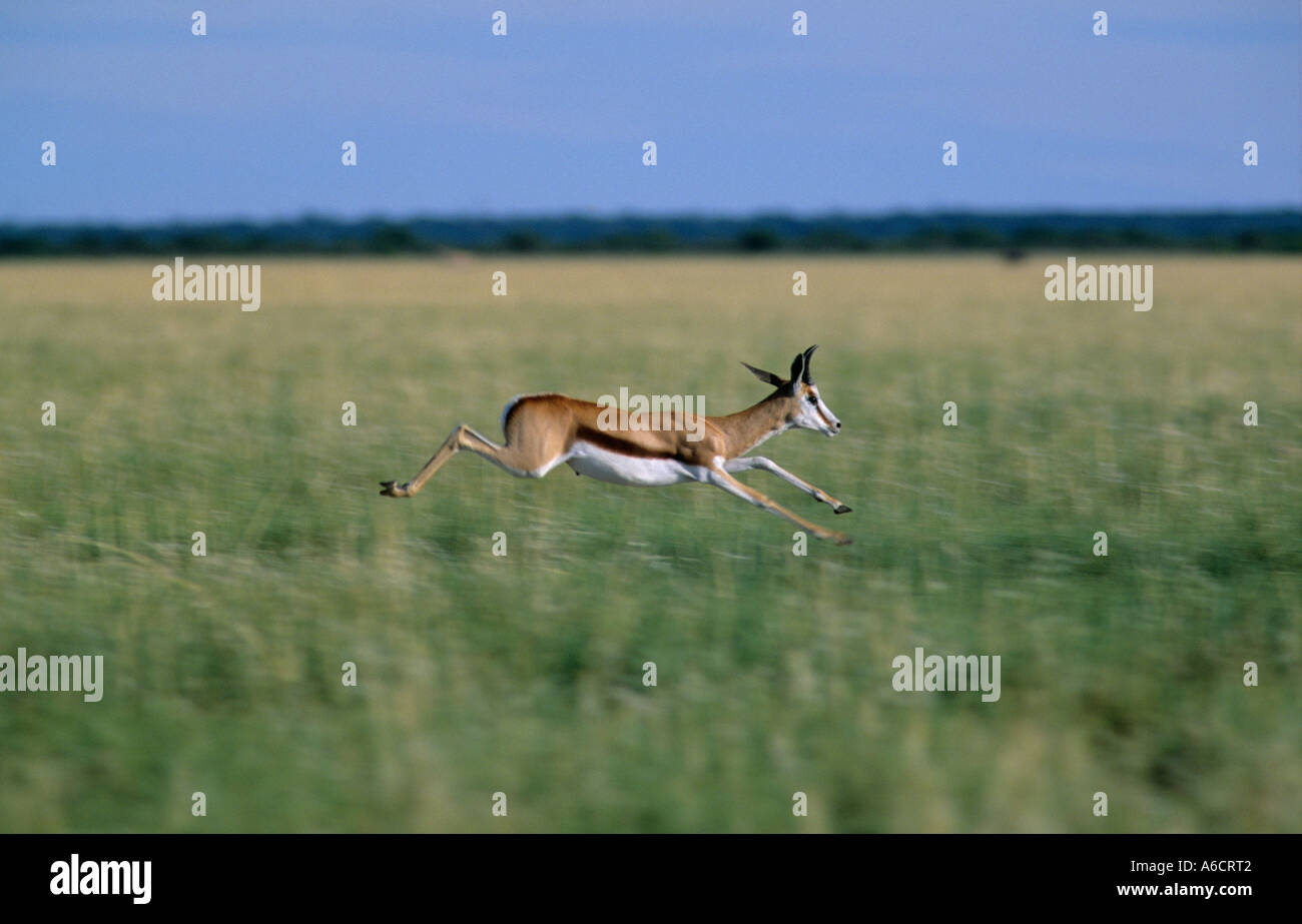 Springbok pronking hi-res stock photography and images - Alamy