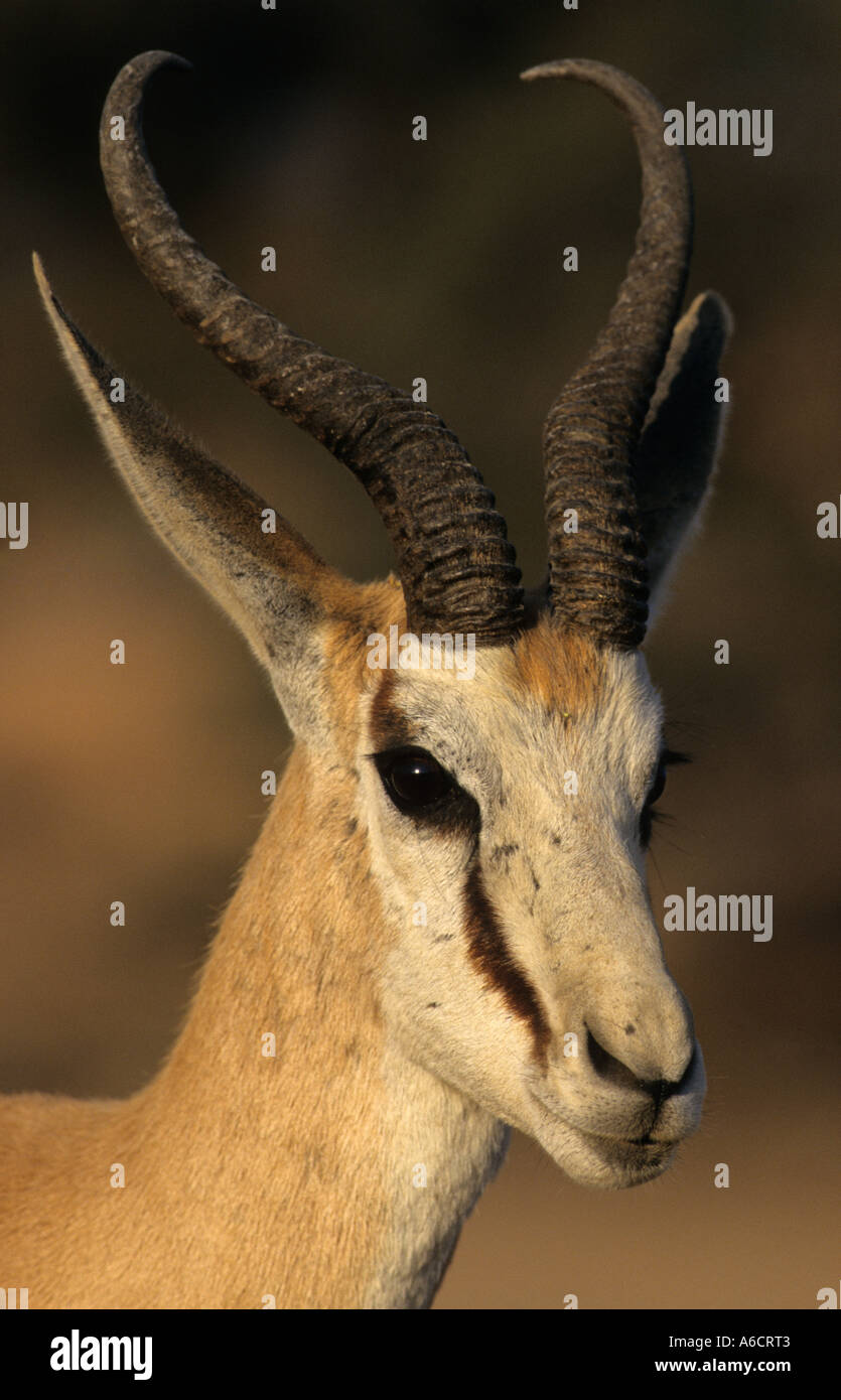 Springbok male close up Antidorcas marsupialis in Kgalalgadi ...