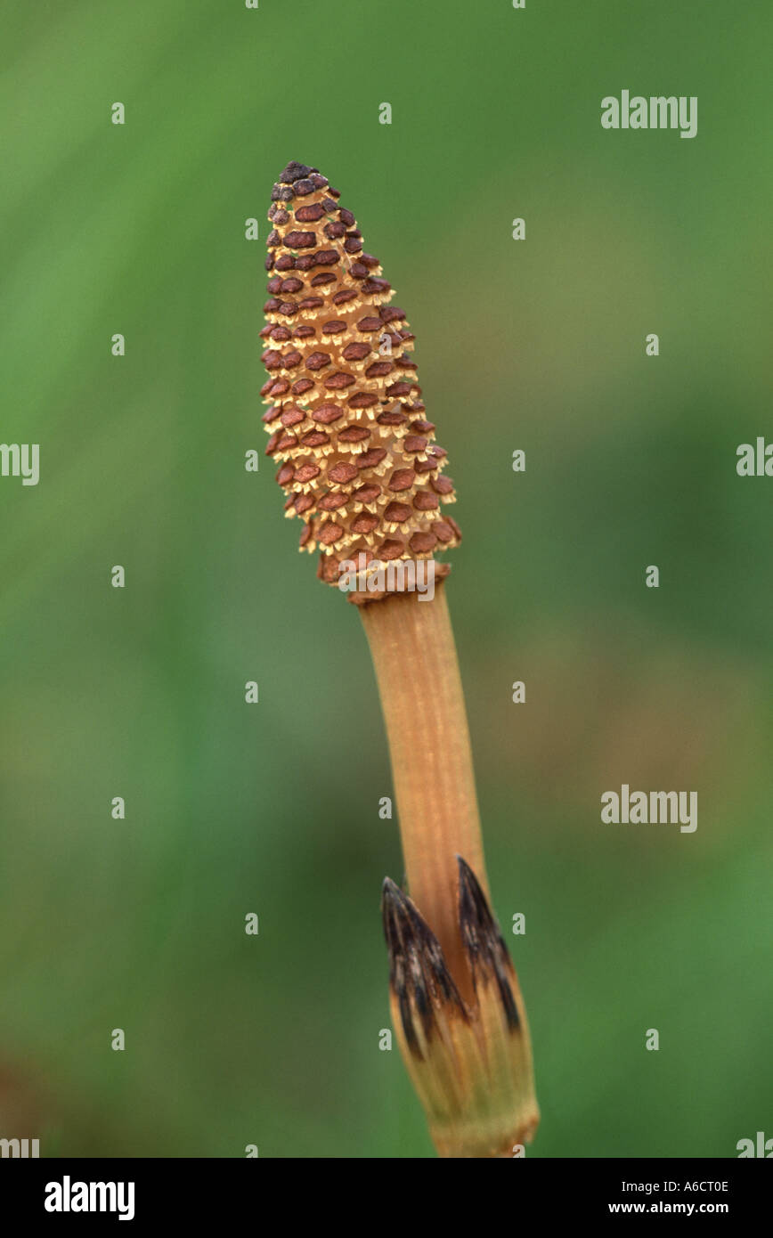 Common Horsetail Equisetum arvense fertile stems in spring Stock Photo ...