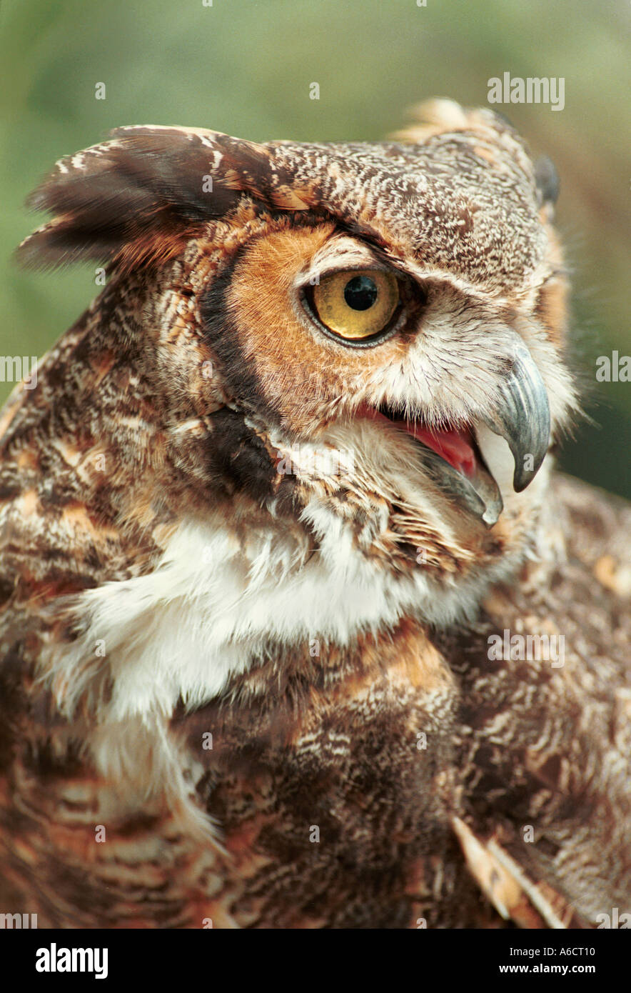 great horned owl Bubo virginianus Stock Photo - Alamy
