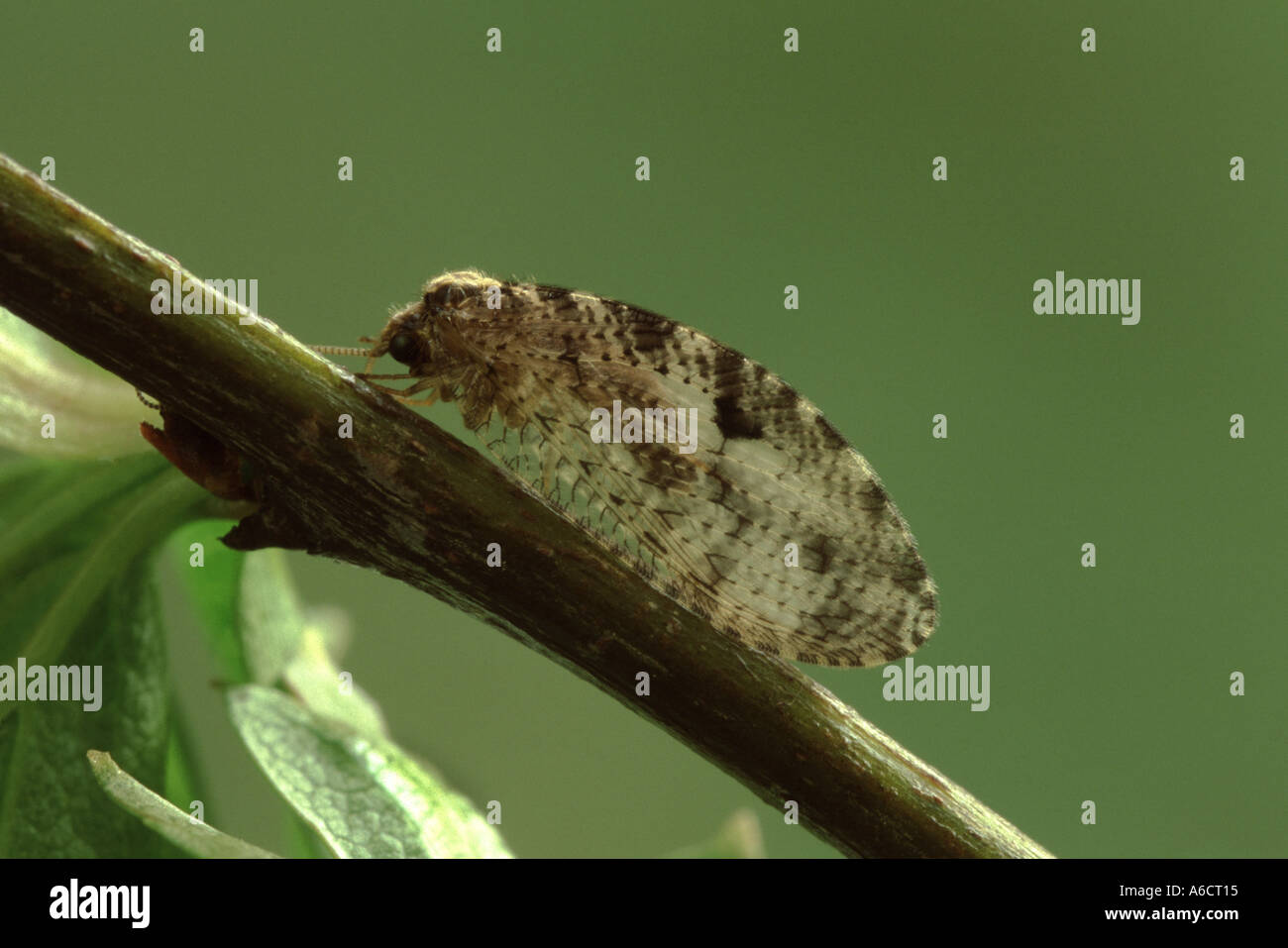 Hemerobius hi-res stock photography and images - Alamy