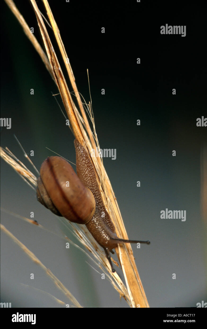 terrestrial snail on grass snails Stock Photo - Alamy