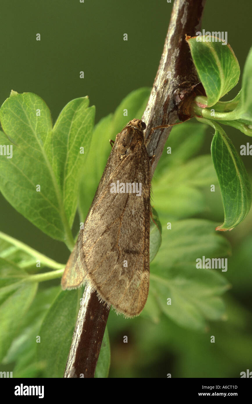 March Moth Alsophila aescularia Stock Photo - Alamy