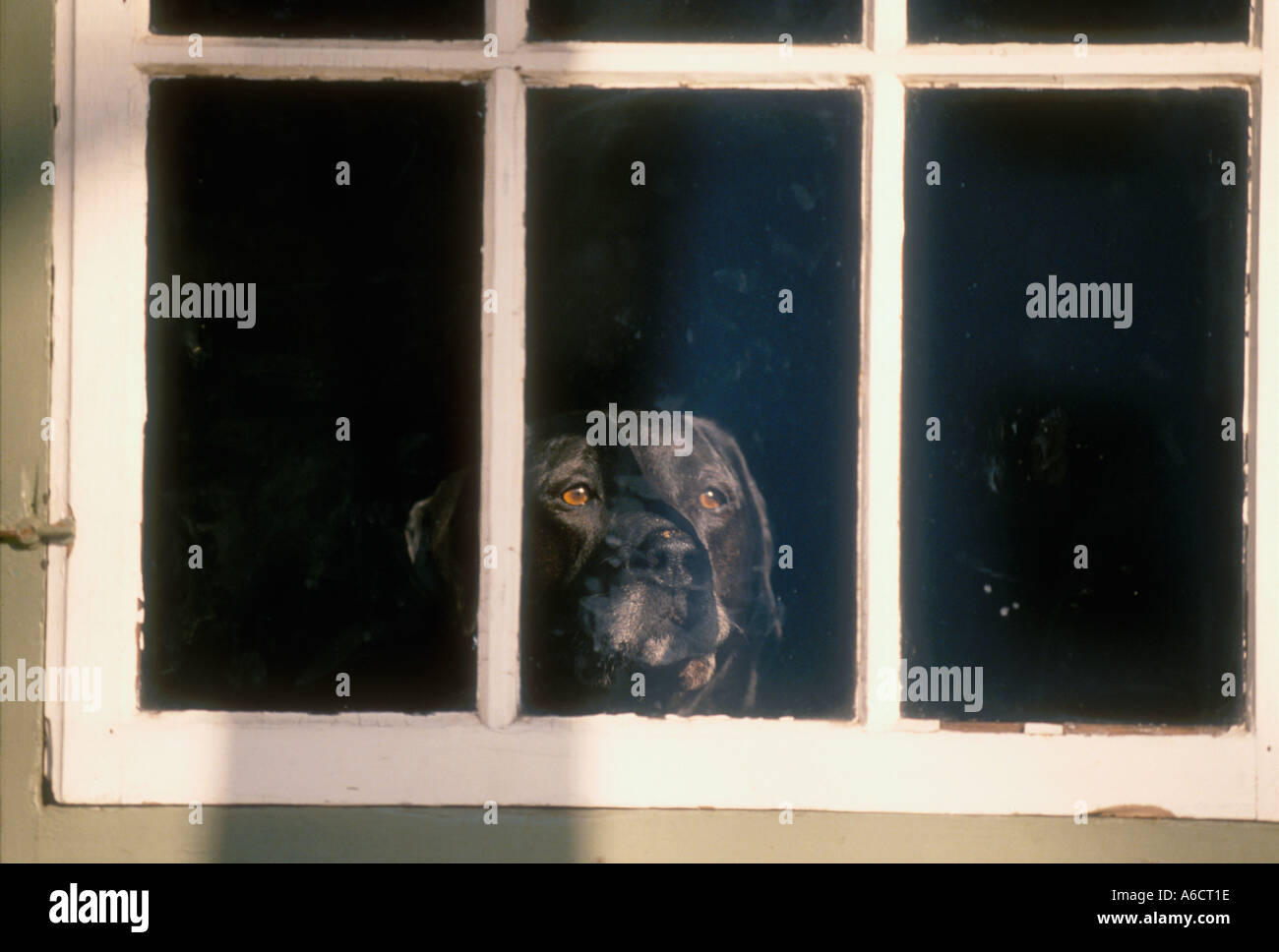 black dog looking out door window dogs pets Stock Photo - Alamy
