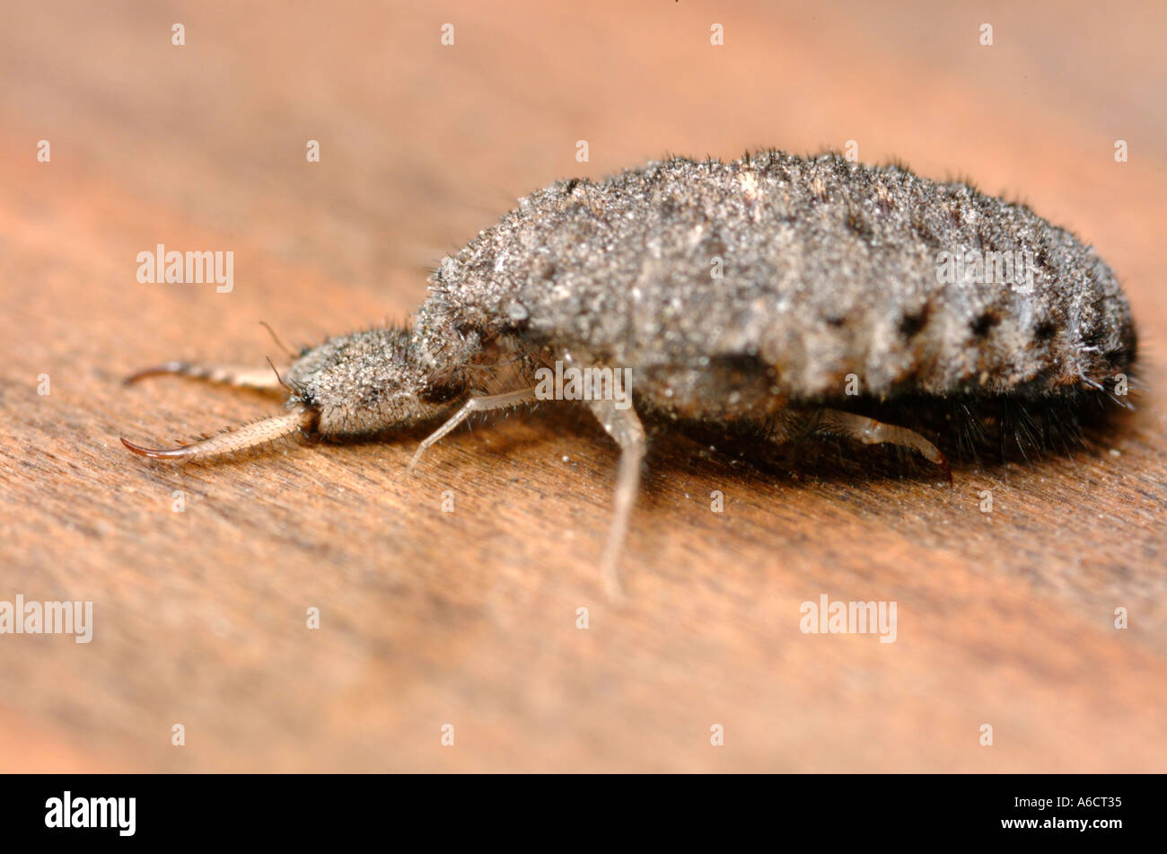 Antlion larva Family Myrmeleontidae doodlebugs insects strange unusual ...