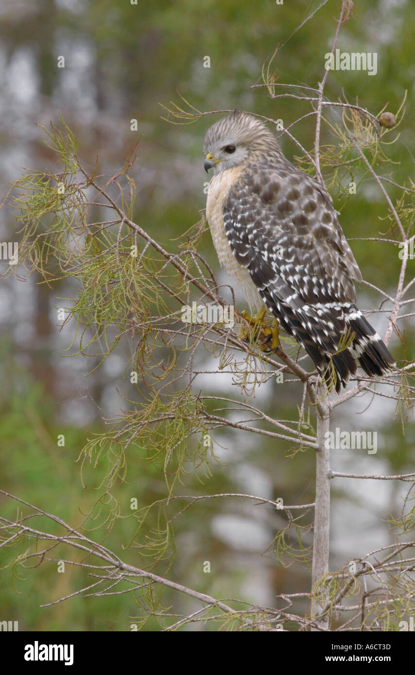 Southern variety red shouldered hawk Buteo lineatus in cypress tree ...