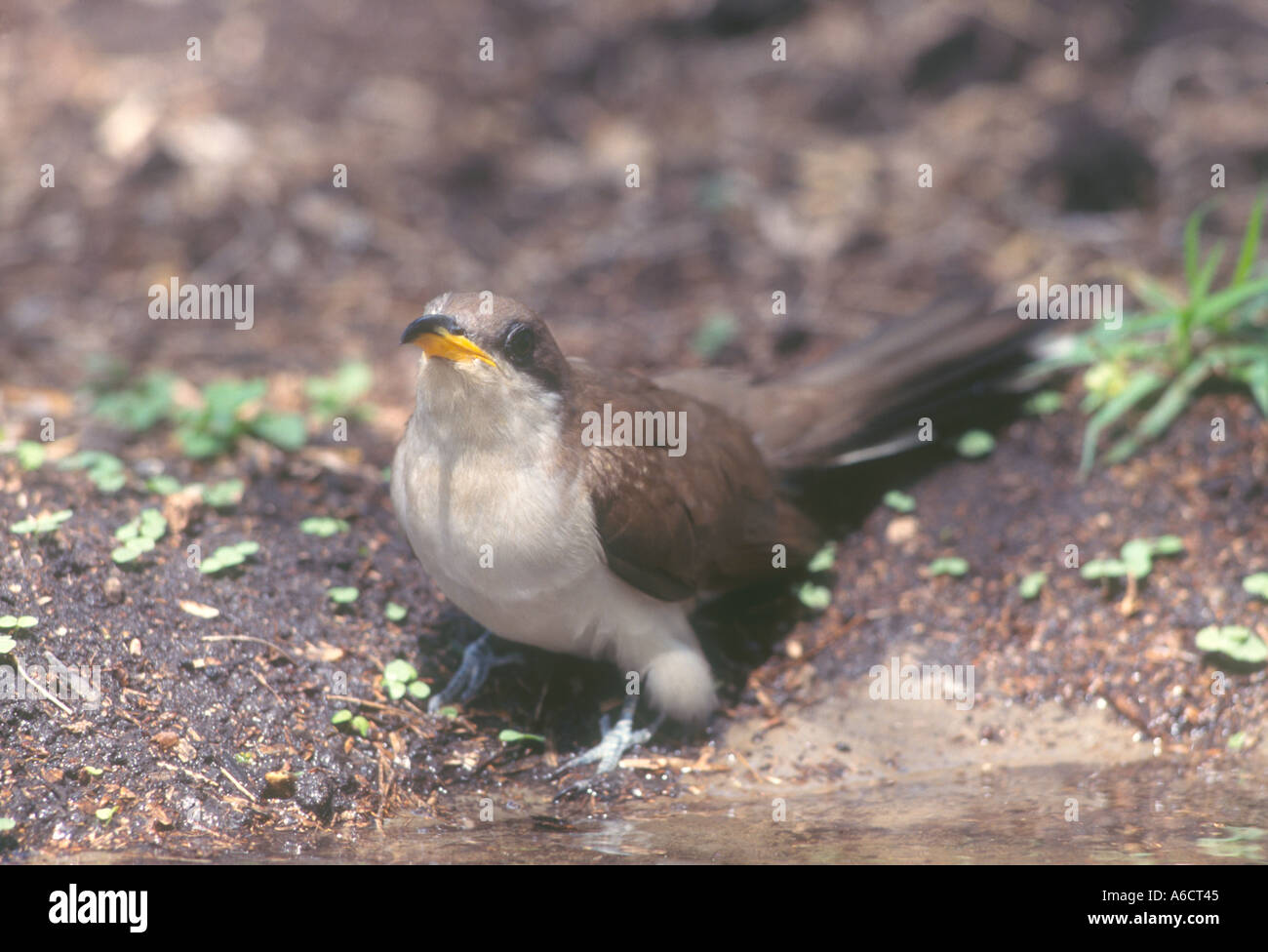 Yellow Billed Cuckoo photographed in Bee County Texas Coccyzus ...