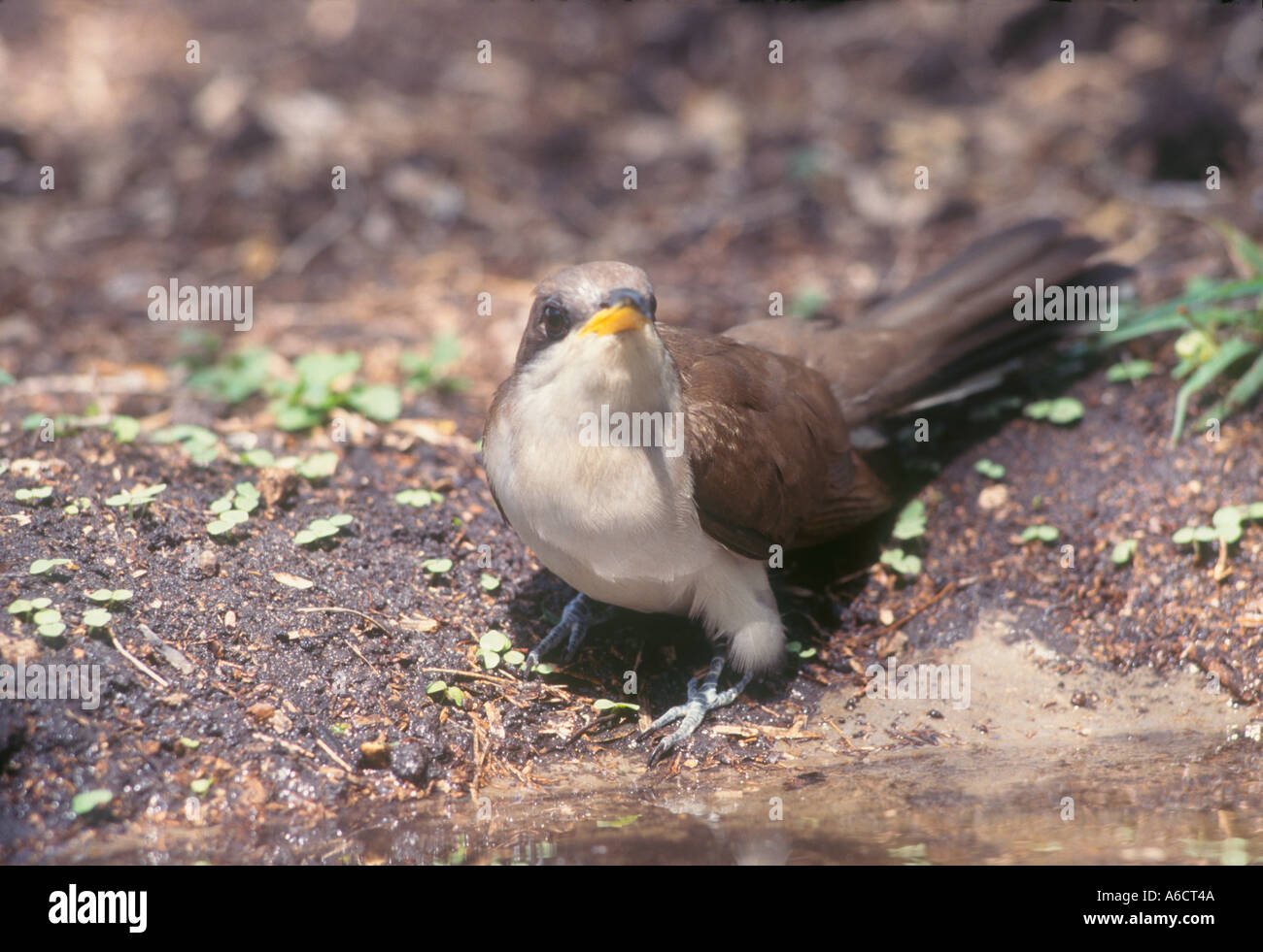 Cuckoo birds in north america hi-res stock photography and images - Alamy