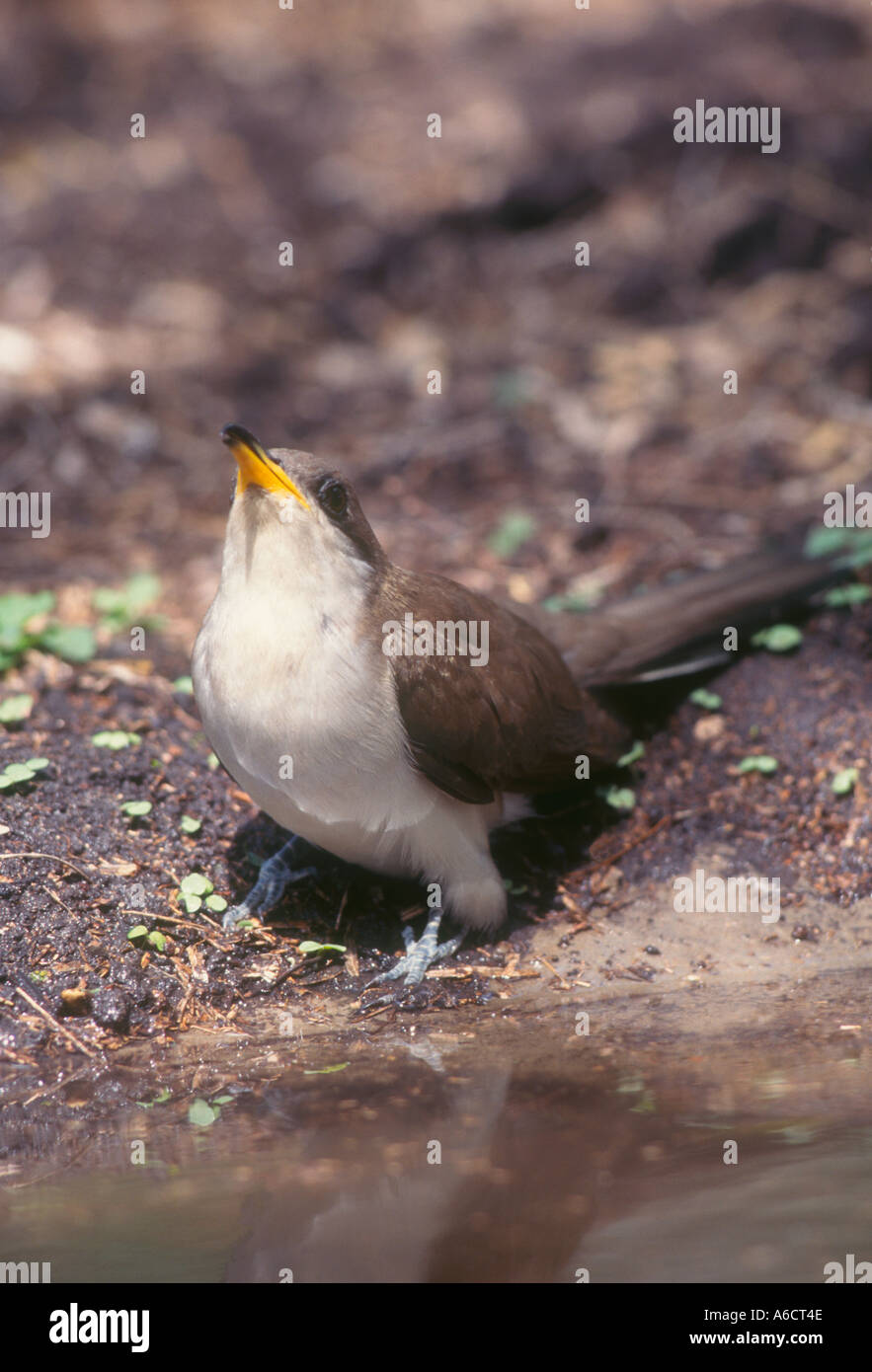 Yellow billed cuckoo Coccyzus americanus photographed in Bee County ...