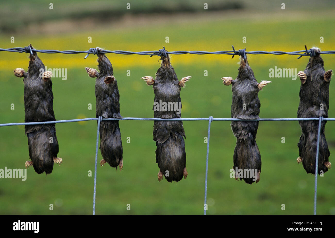 Dead Moles On Barbed Wire High Resolution Stock Photography and Images ...