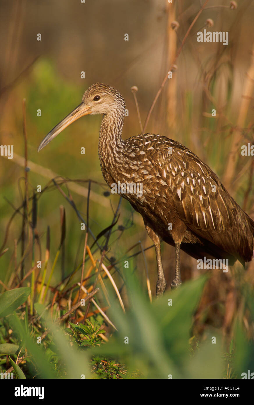 Limpkin Aramus guarauna Palm Beach County Stock Photo - Alamy