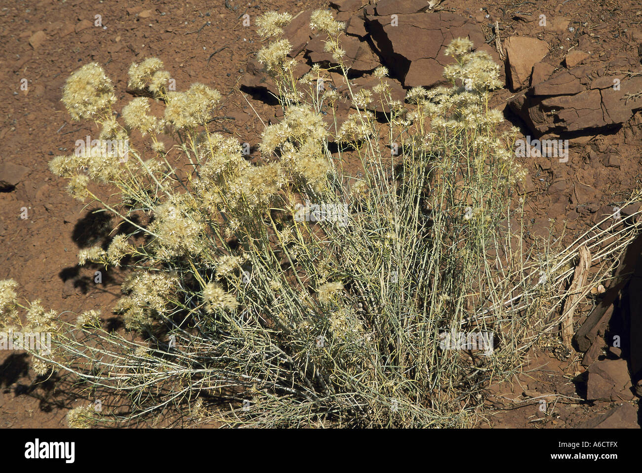 Weed in an arid landscape, Utah, USA Stock Photo - Alamy