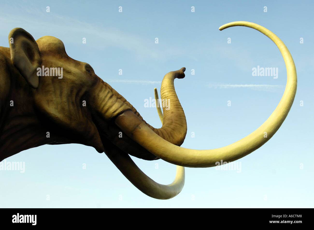 prehistoric mammoth blue sky tusks head face portrait Stock Photo - Alamy