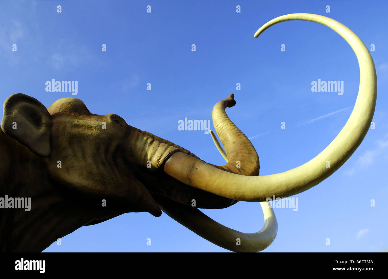 prehistoric mammoth blue sky tusks head face portrait Stock Photo - Alamy
