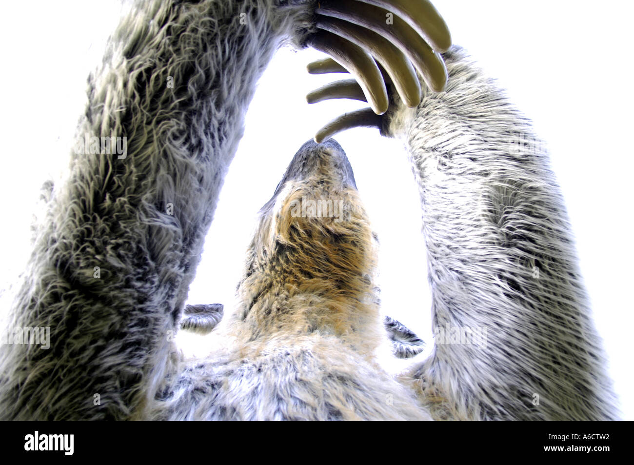 Megatherium museum High Resolution Stock Photography and Images - Alamy