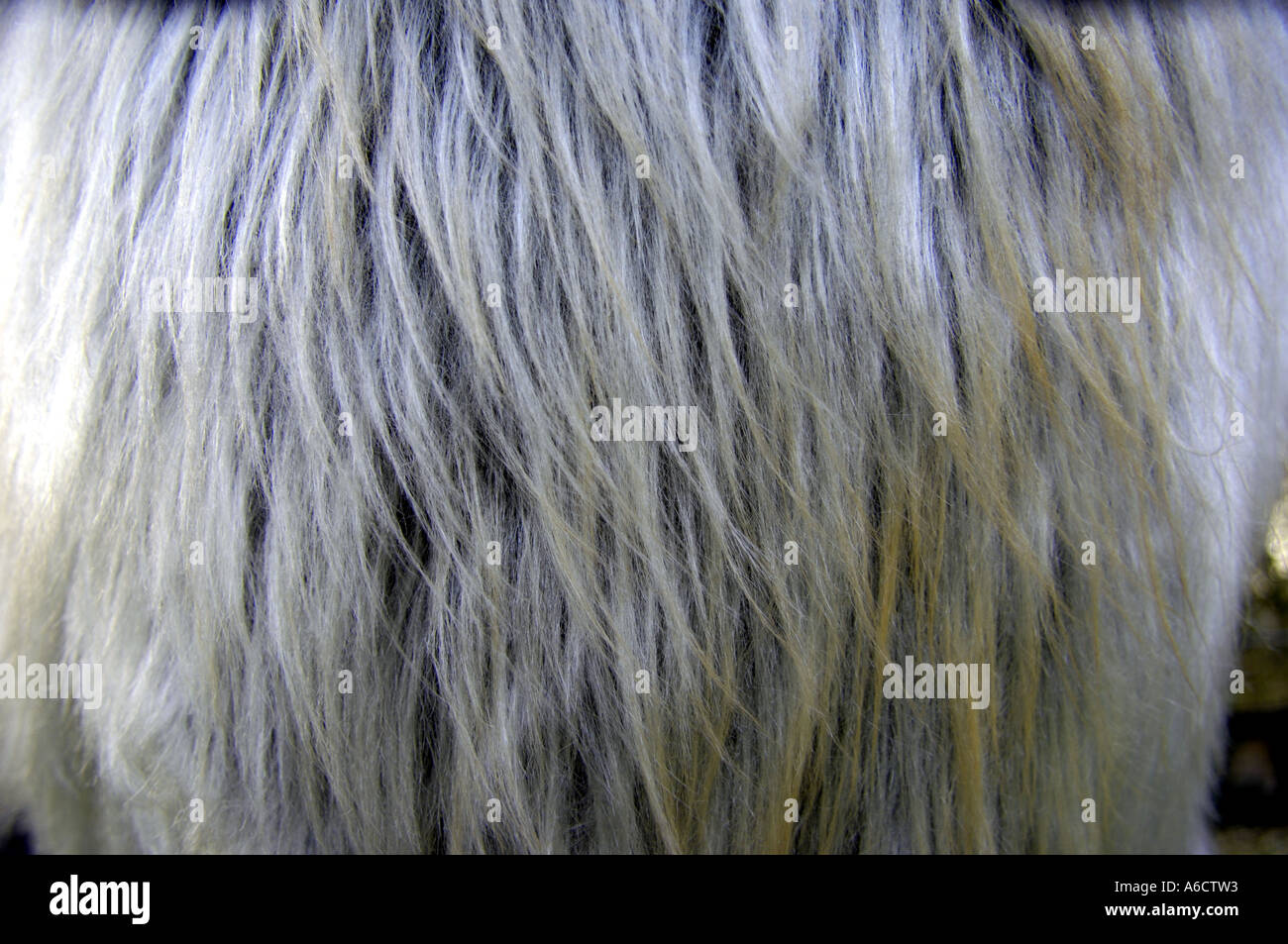 prehistoric animal fur furry big large huge massive megatherium ...