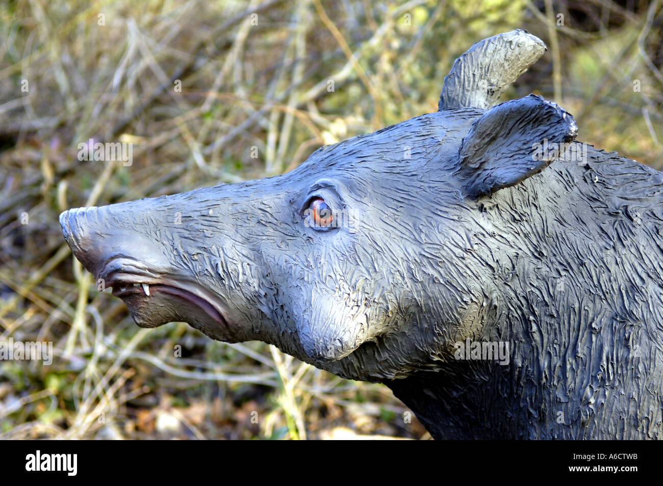 prehistoric animal tusks big large huge massive wild boar pig hog head ...