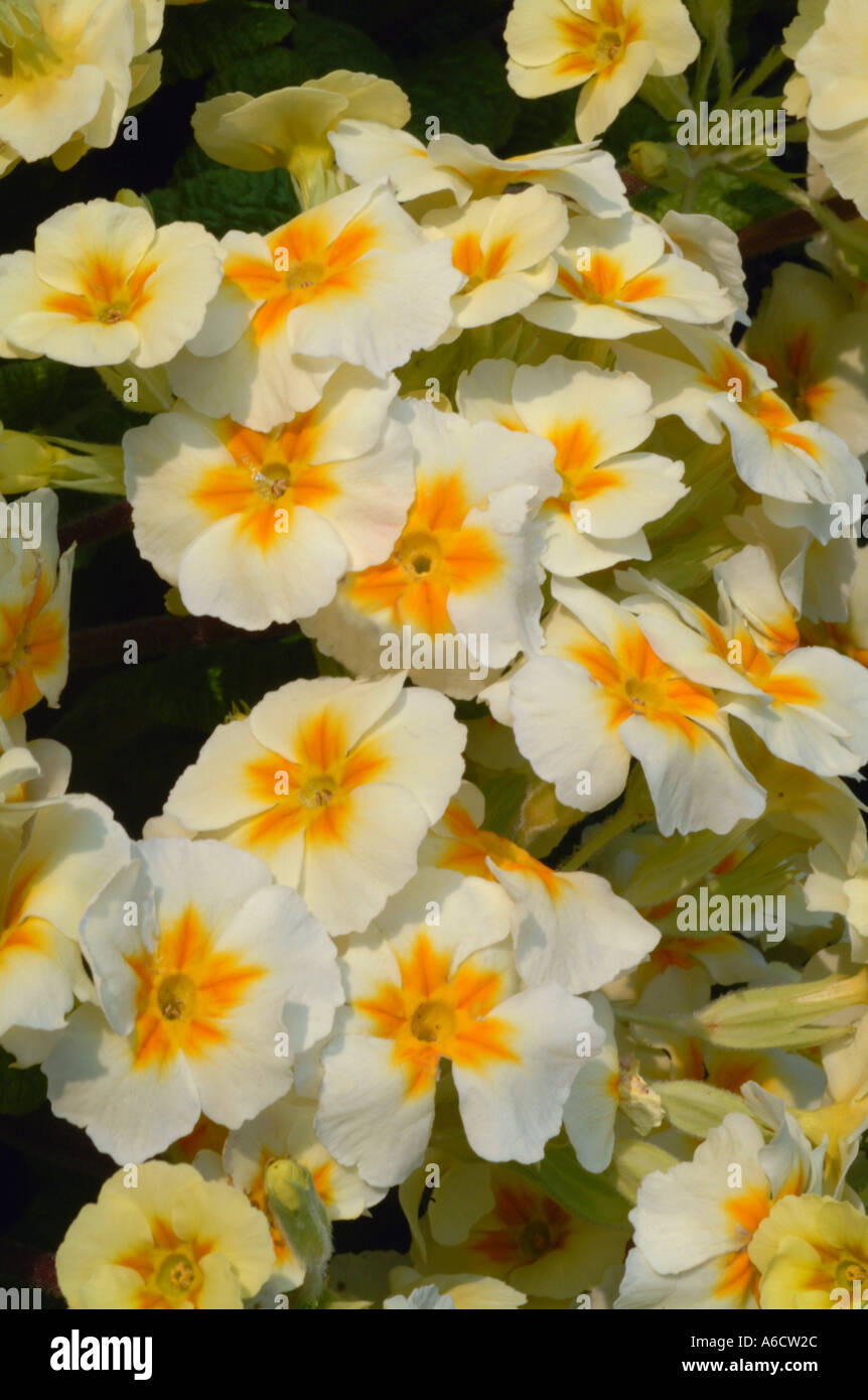 Evening Primrose temperate primulaceous plant genus primula vulgaris ...