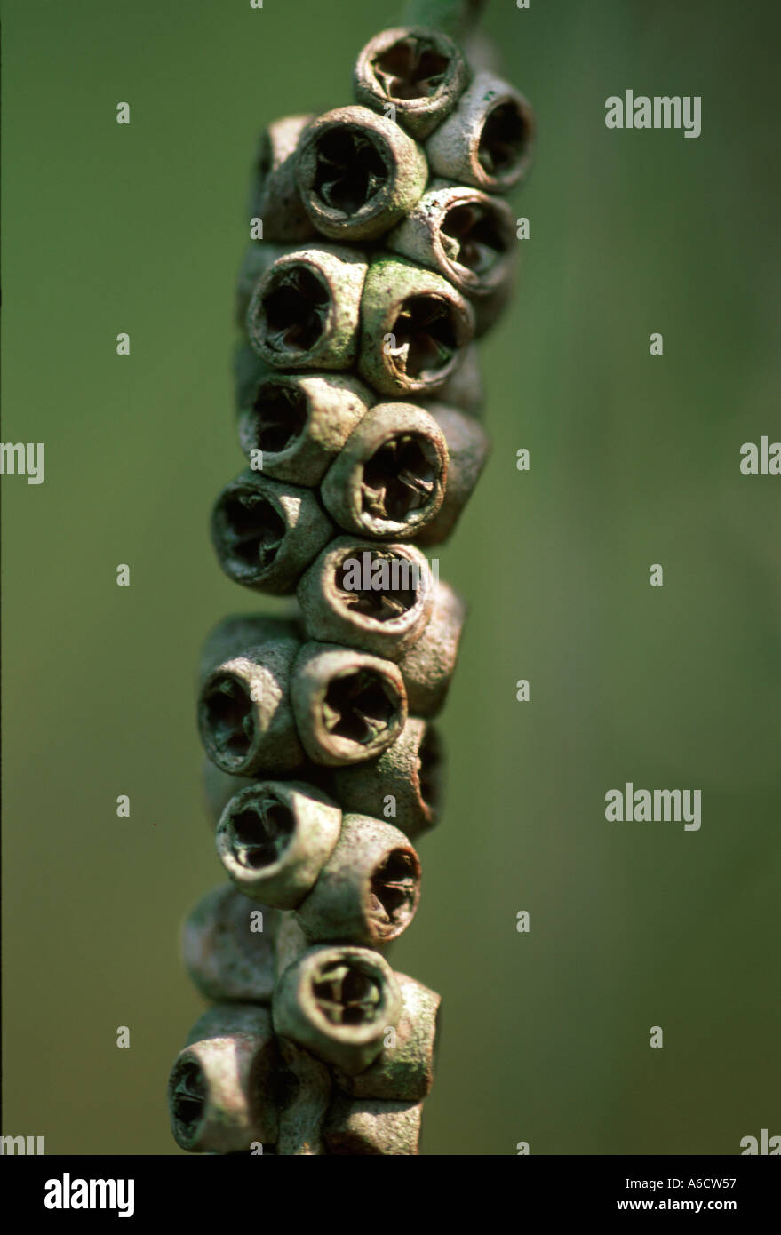 melaleuca Melaleuca quinquenervia close up of dehisced fruit capsule ...