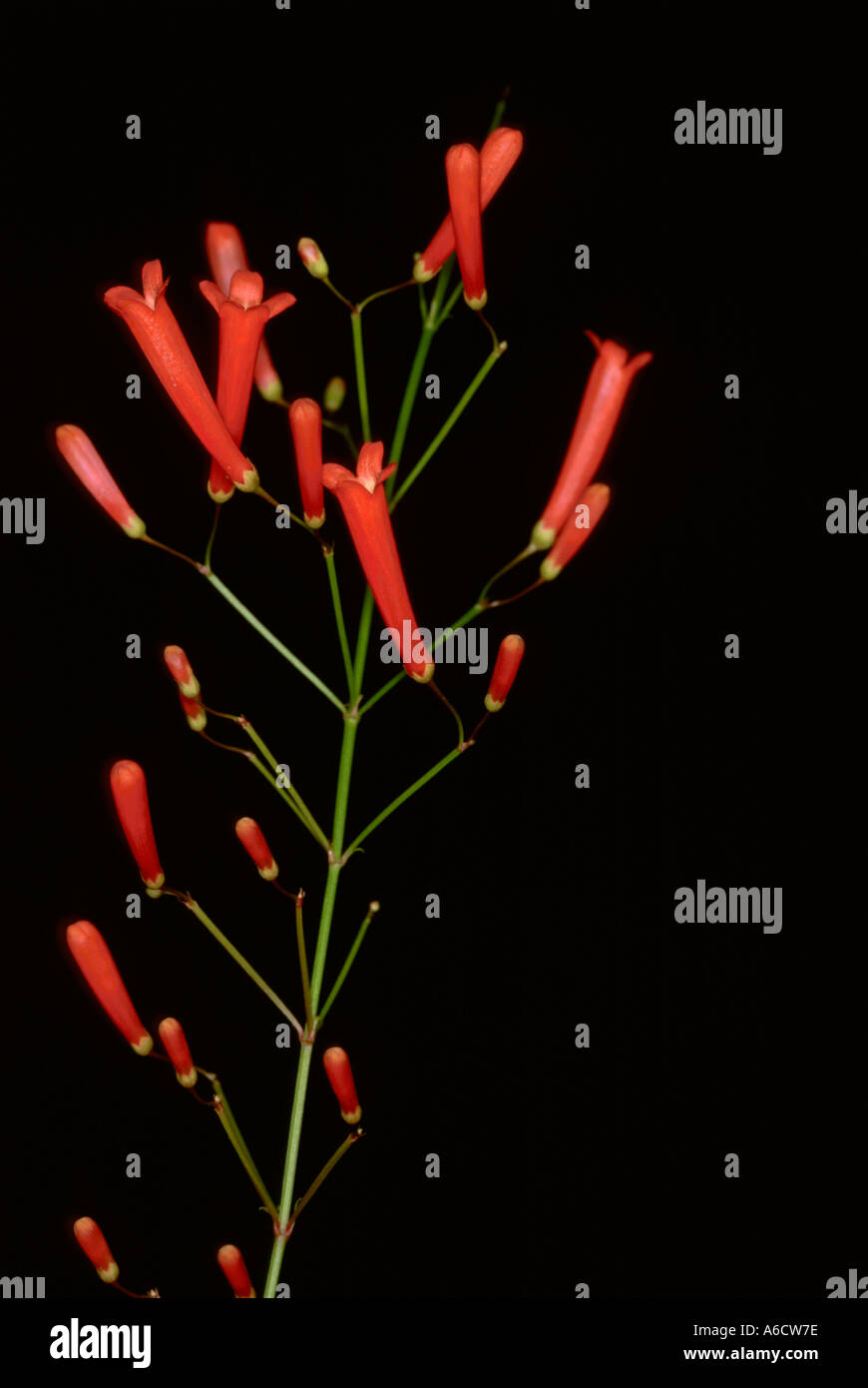 firecracker plant Russelia equisetiformis flowers Stock Photo - Alamy