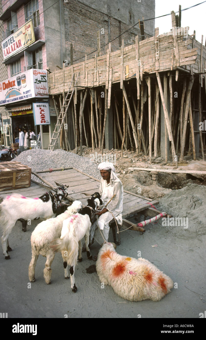 Pakistan Rawalpindi Rajah Bazaar goats in Saddar Bazaar the evening ...