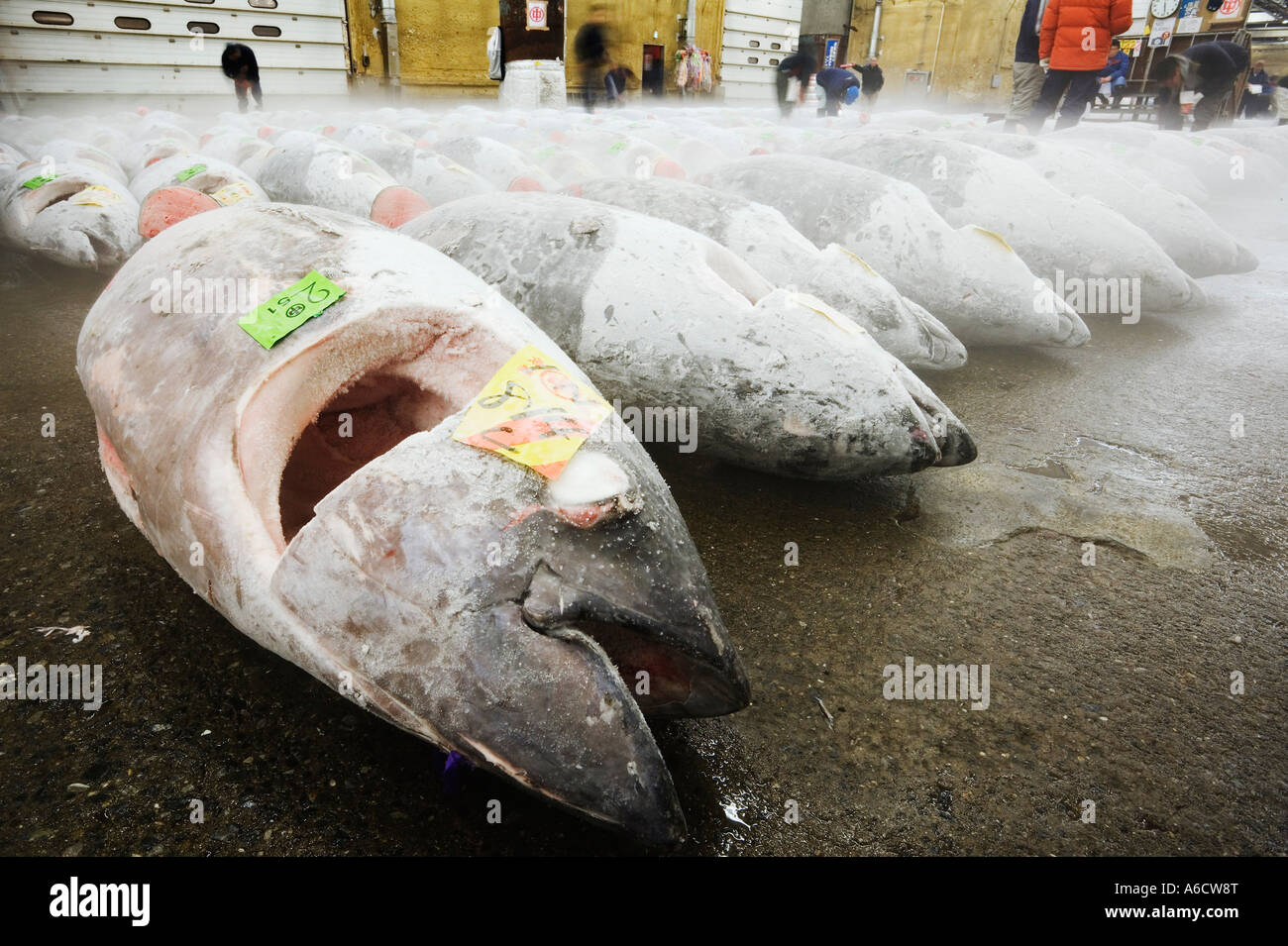 Tuna Fish at Fish Market, Tokyo, Japan Stock Photo - Alamy