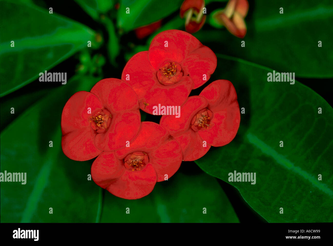crown of thorns Euphorbia milli flowers and leaves Palm Beach County ...